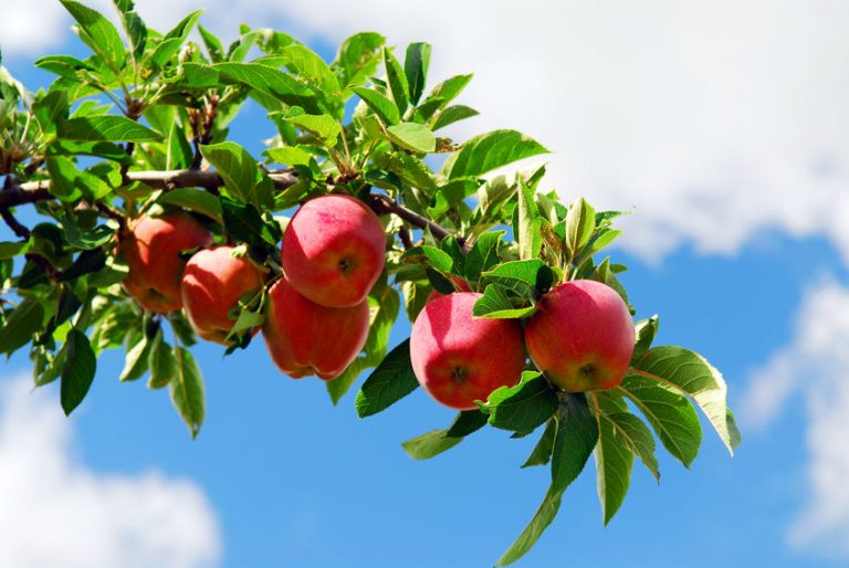 How to Plant & Care for an Apple Tree - Saving Dollars and Sense
