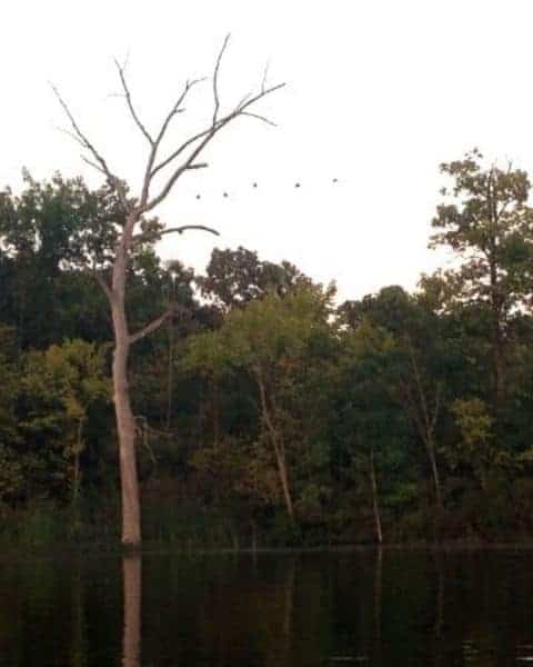 The Tale of Two Trees - Saving Dollars and Sense