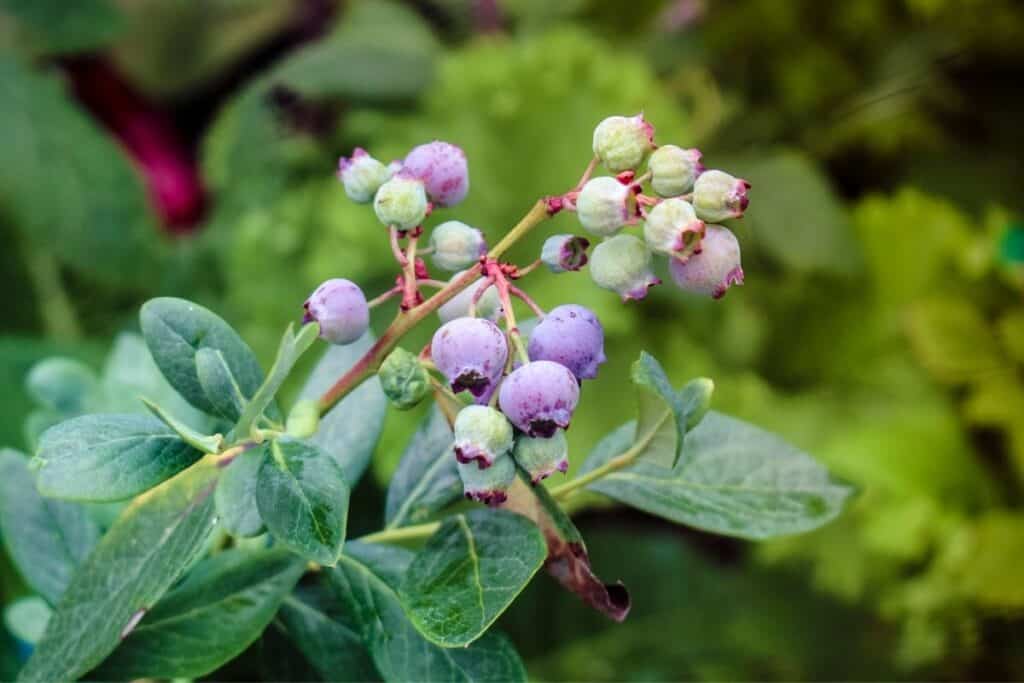 How to Grow Blueberry Plants at Home - Saving Dollars and Sense