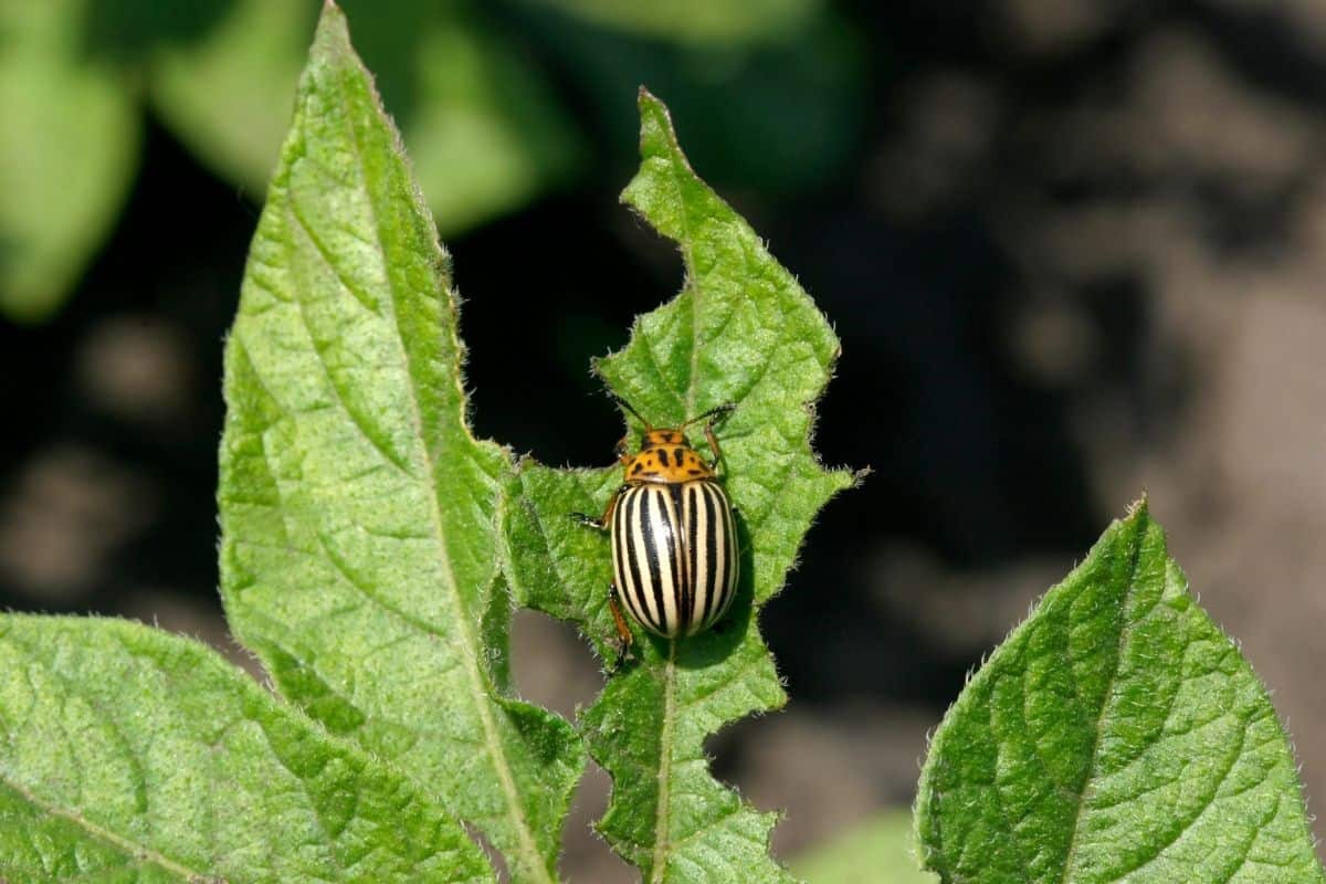 How to Grow Blueberry Plants at Home - Saving Dollars and Sense