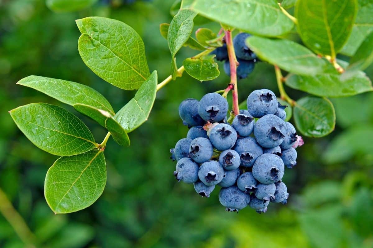 How to Grow Blueberry Plants at Home - Saving Dollars and Sense